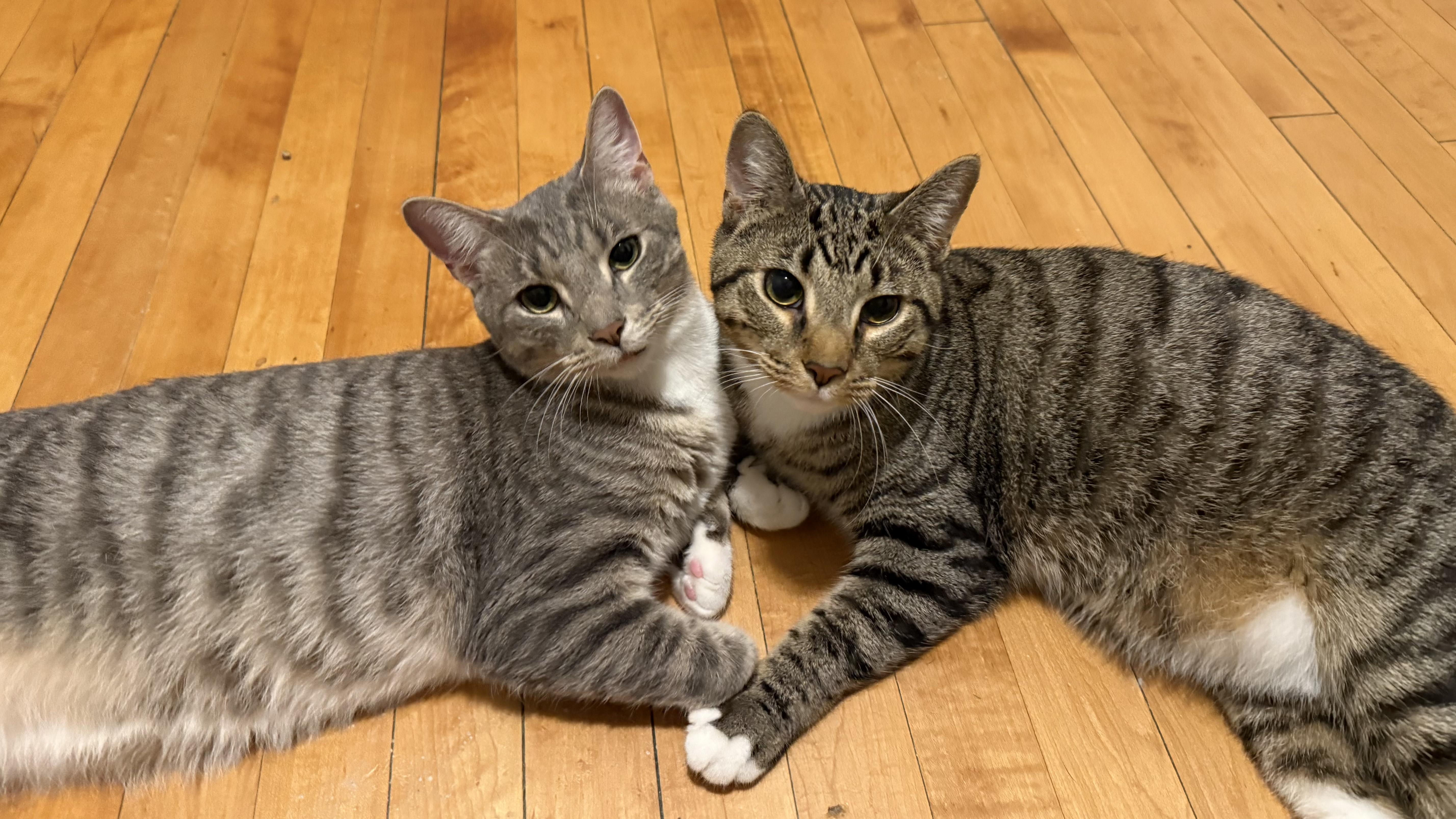 Cat for adoption - Drawbridge and Castle, a Domestic Short Hair in ...