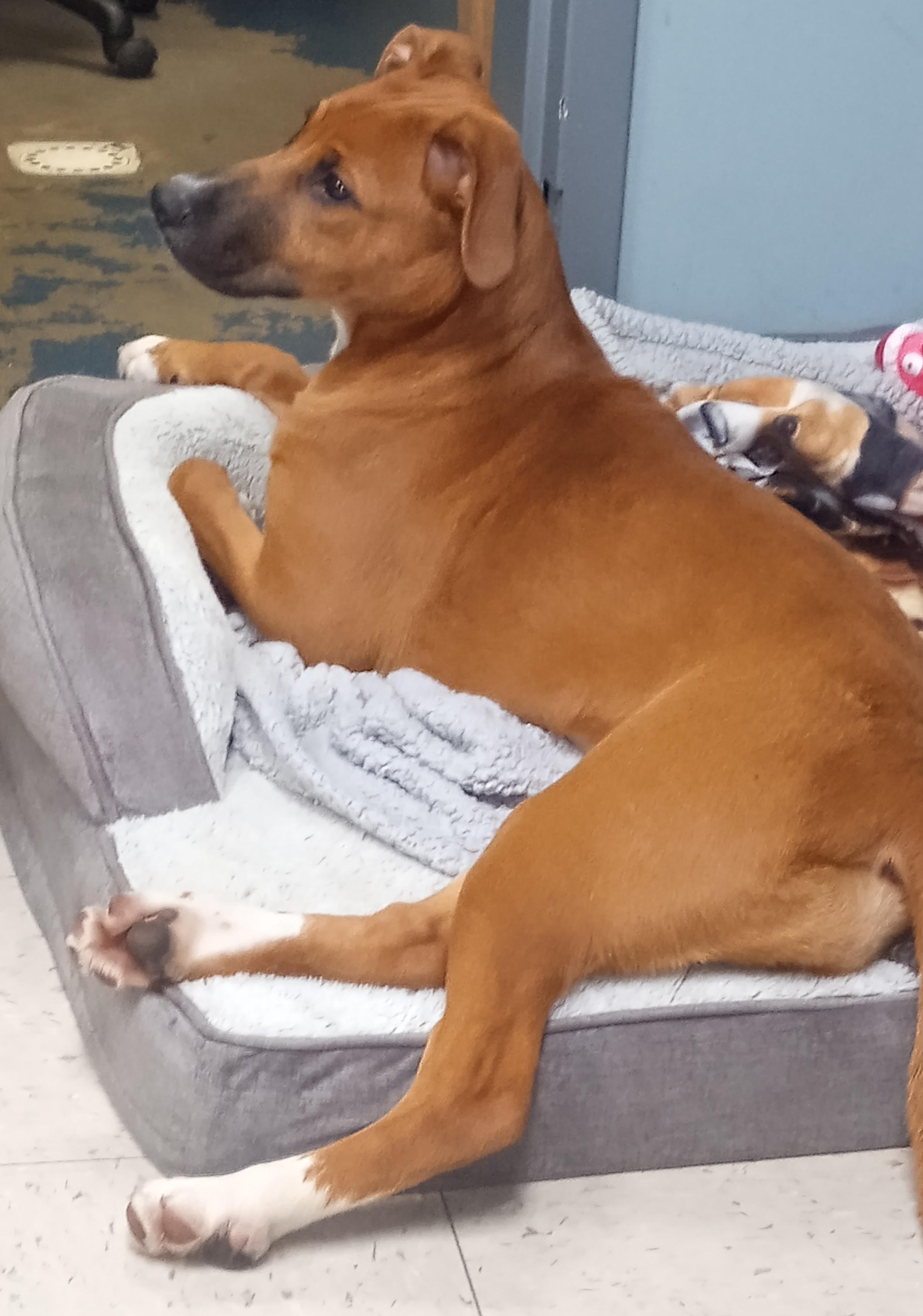 Dog for adoption - Ember, a Hound & Labrador Retriever Mix in Onley, VA ...