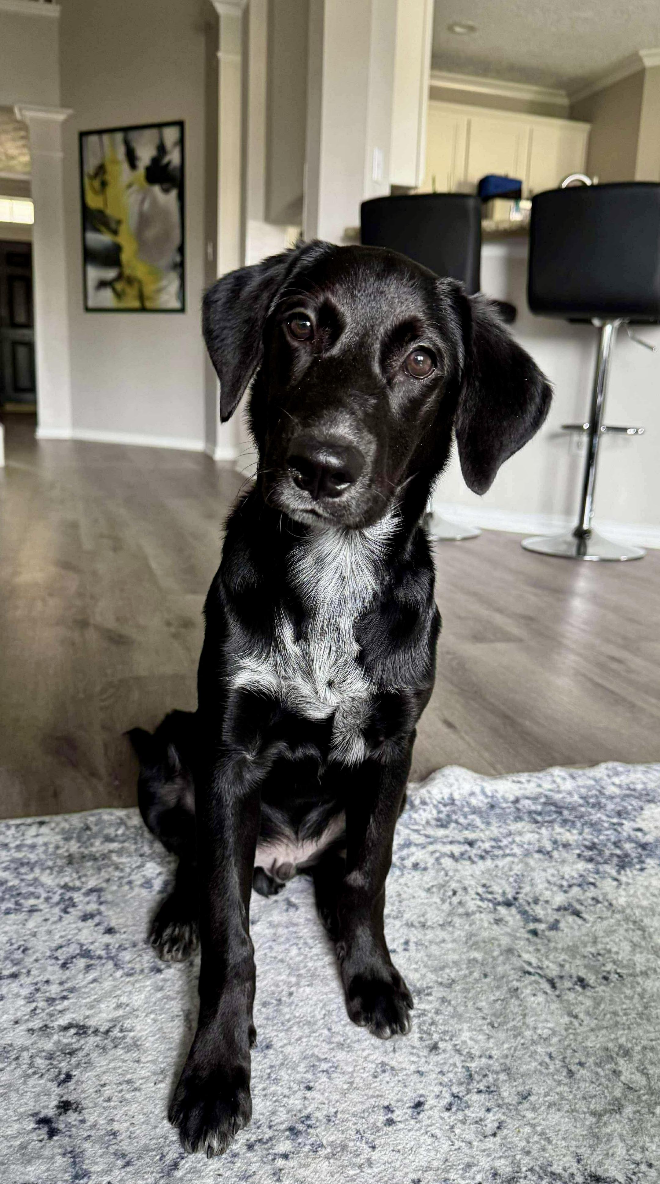 Dog for adoption - Ray, a Black Labrador Retriever Mix in Benton Harbor ...