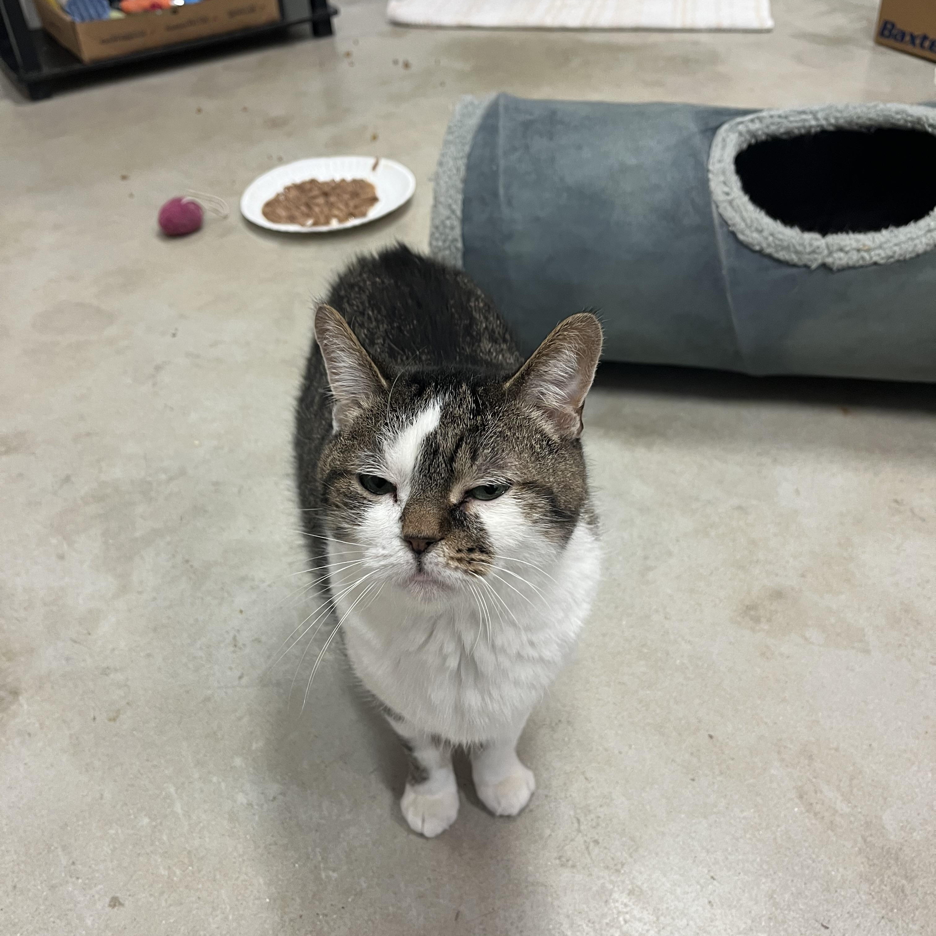 Cat for adoption - Lovey Turtledove, a Domestic Short Hair in Chicago ...