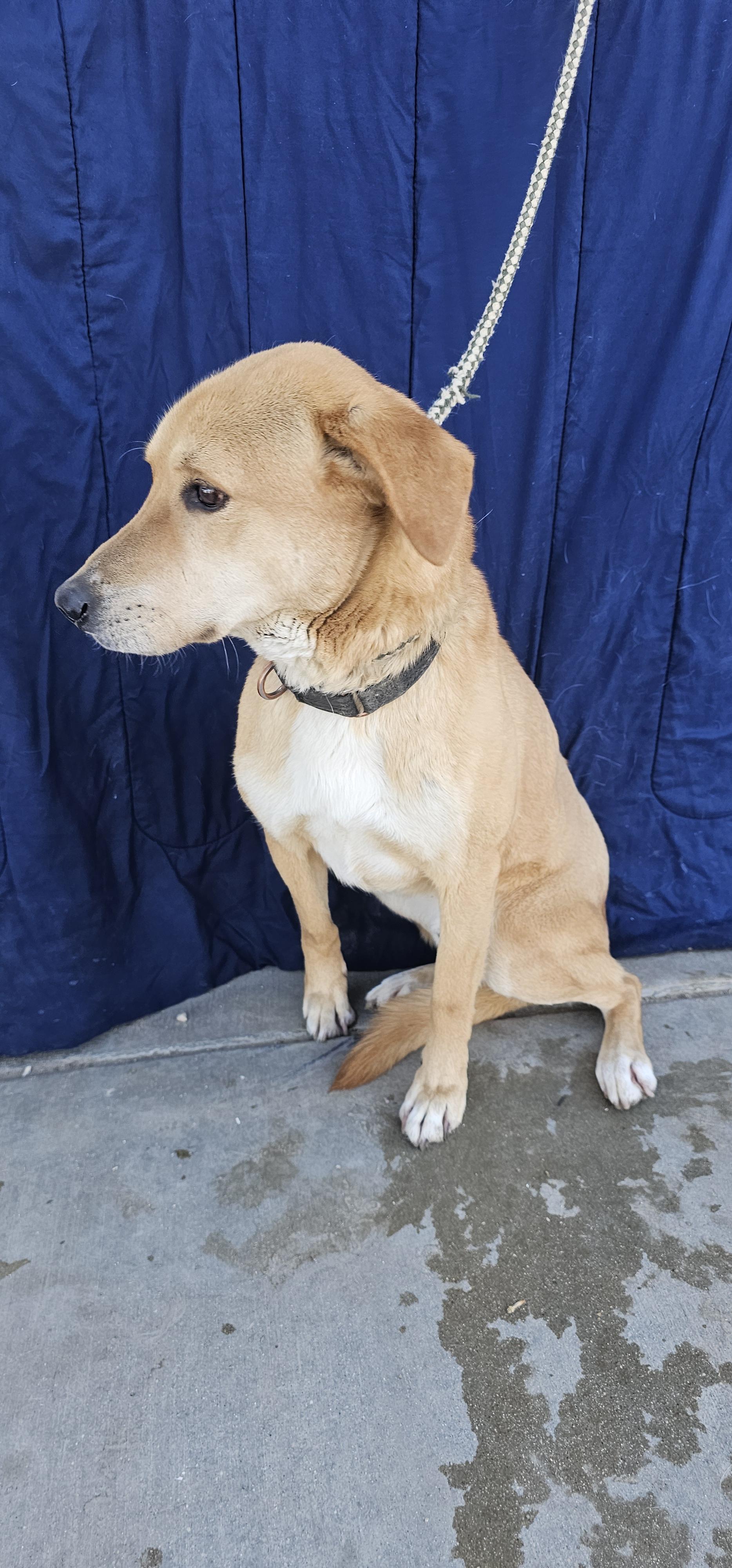 Dog for adoption - Copper, a Yellow Labrador Retriever & Hound Mix in ...