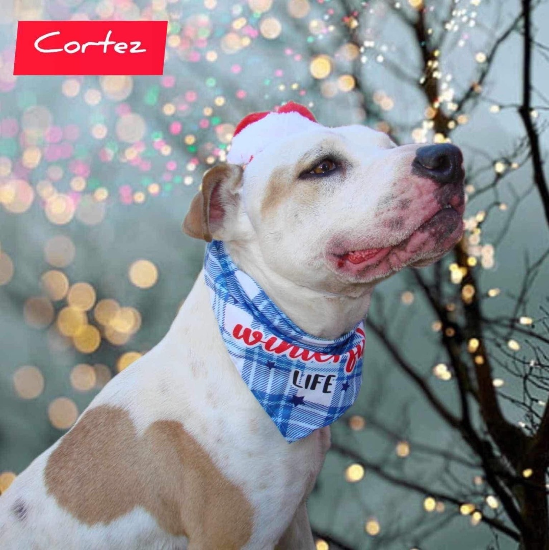 Dog for adoption - Cortez, a Boxer & Pit Bull Terrier Mix in Abingdon ...