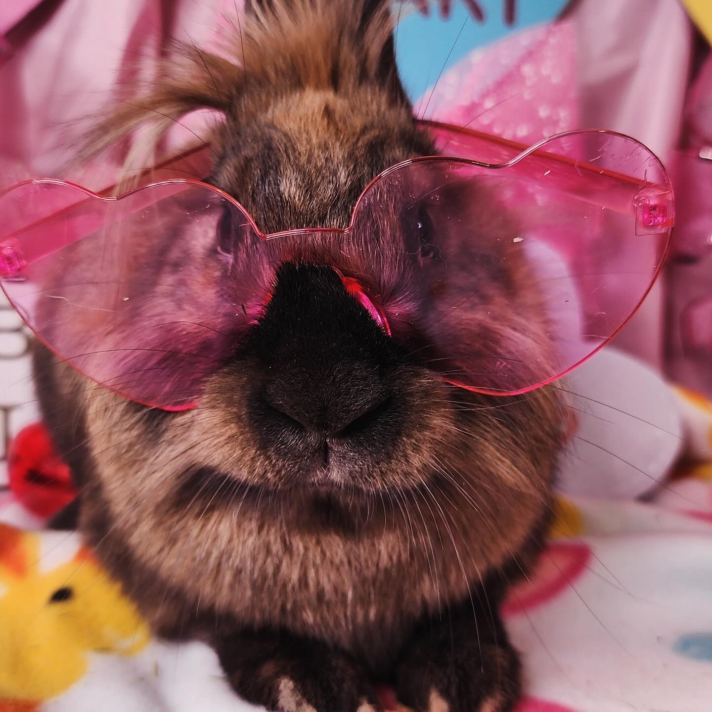 Rabbit for adoption - Sasquatch, a Lionhead in Westerville, OH | Petfinder