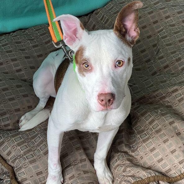 Dog for adoption - Fiddle, a Mixed Breed in Jackson, MI | Petfinder