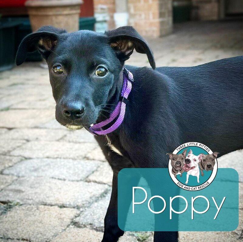 Dog for adoption - Poppy Spice, a Black Labrador Retriever & Terrier ...
