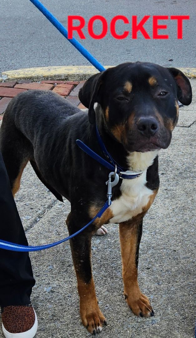 Dog for adoption - ROCKET, a Rottweiler & Hound Mix in Harrodsburg, KY ...