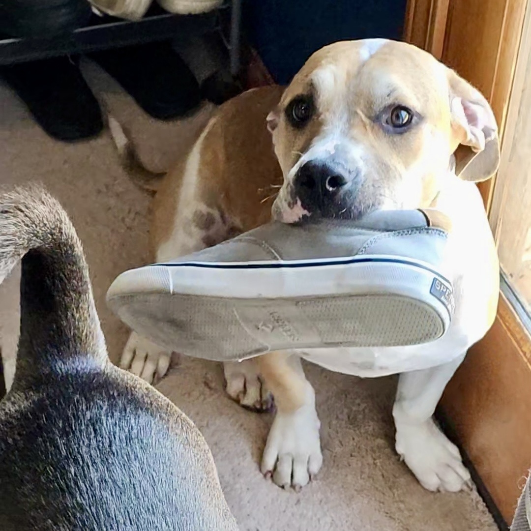 Dog for adoption - Silly Larkie!, an American Bulldog Mix in Englewood ...