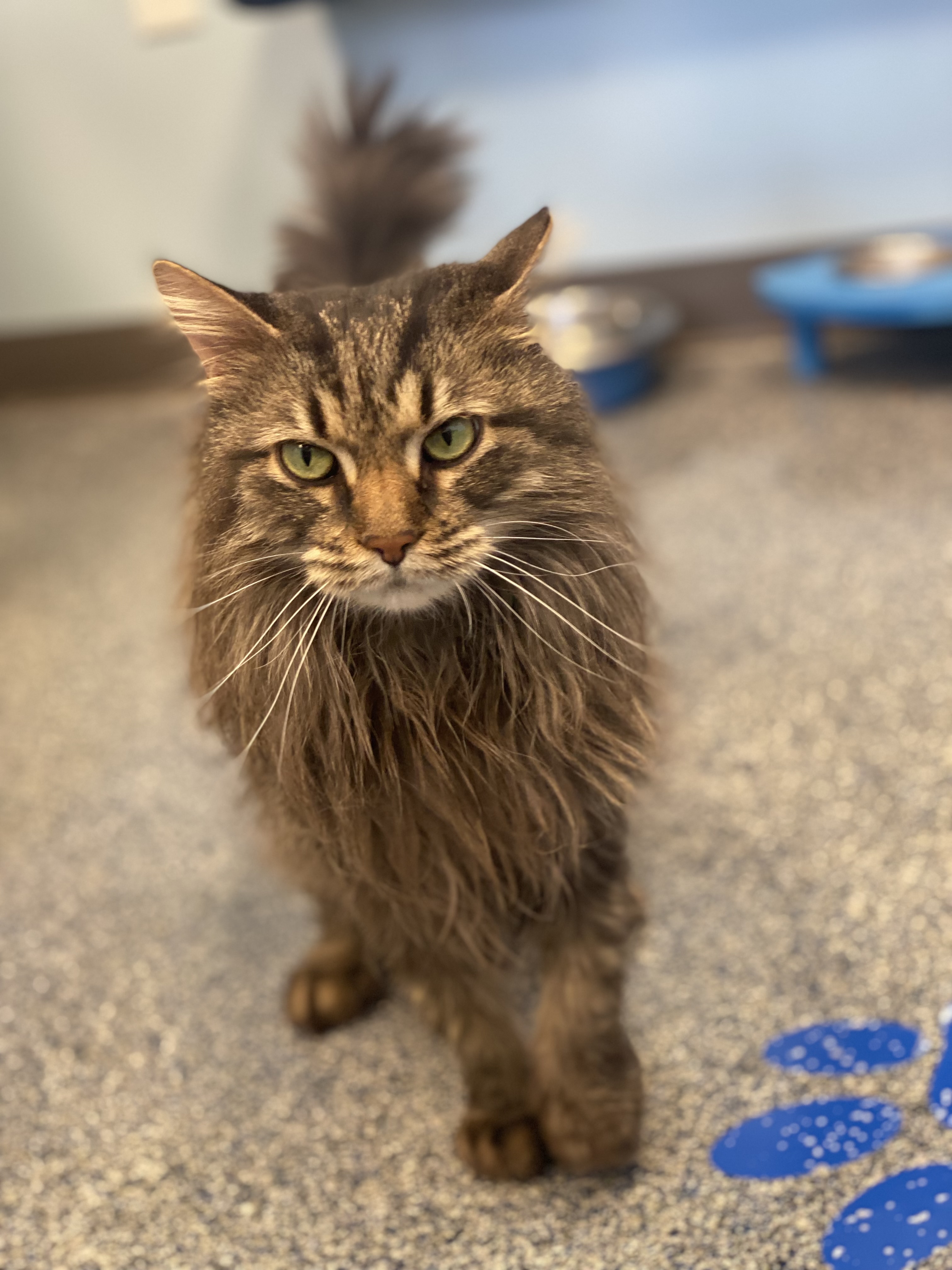 Cat for adoption - Mirra, a Domestic Long Hair in Pekin, IL | Petfinder