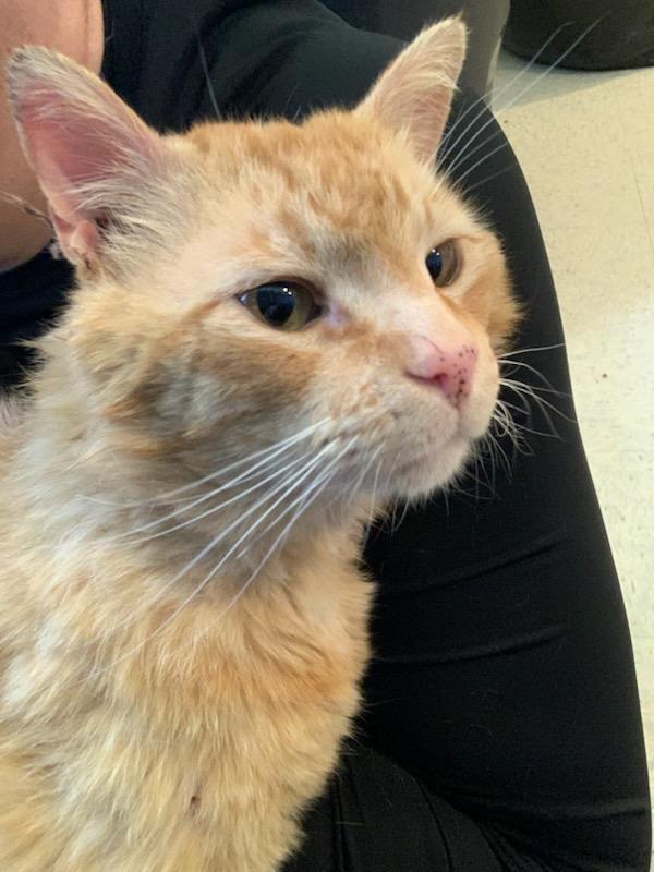 Cat for adoption - Freddy, a Domestic Medium Hair in Ridgecrest, CA ...