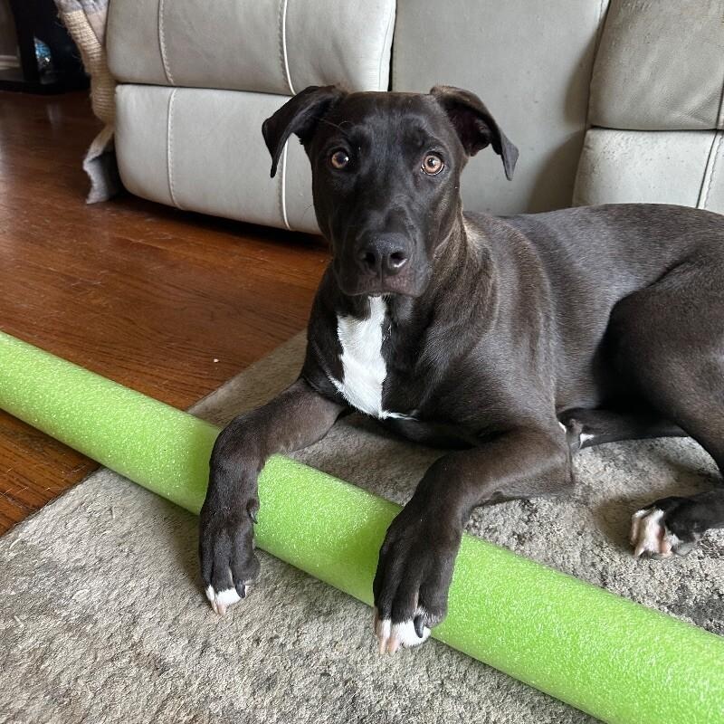 Dog for adoption - Kelso the Sweetest Boy, a Pit Bull Terrier ...