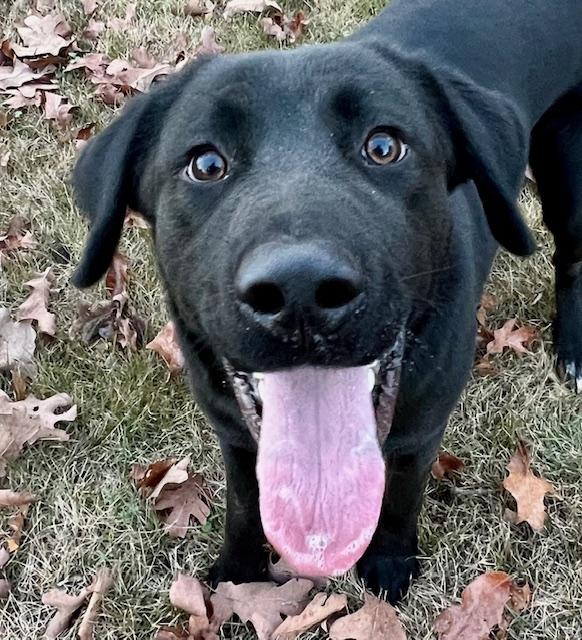 Dog for adoption - Jet, a Black Labrador Retriever in Corsicana, TX ...