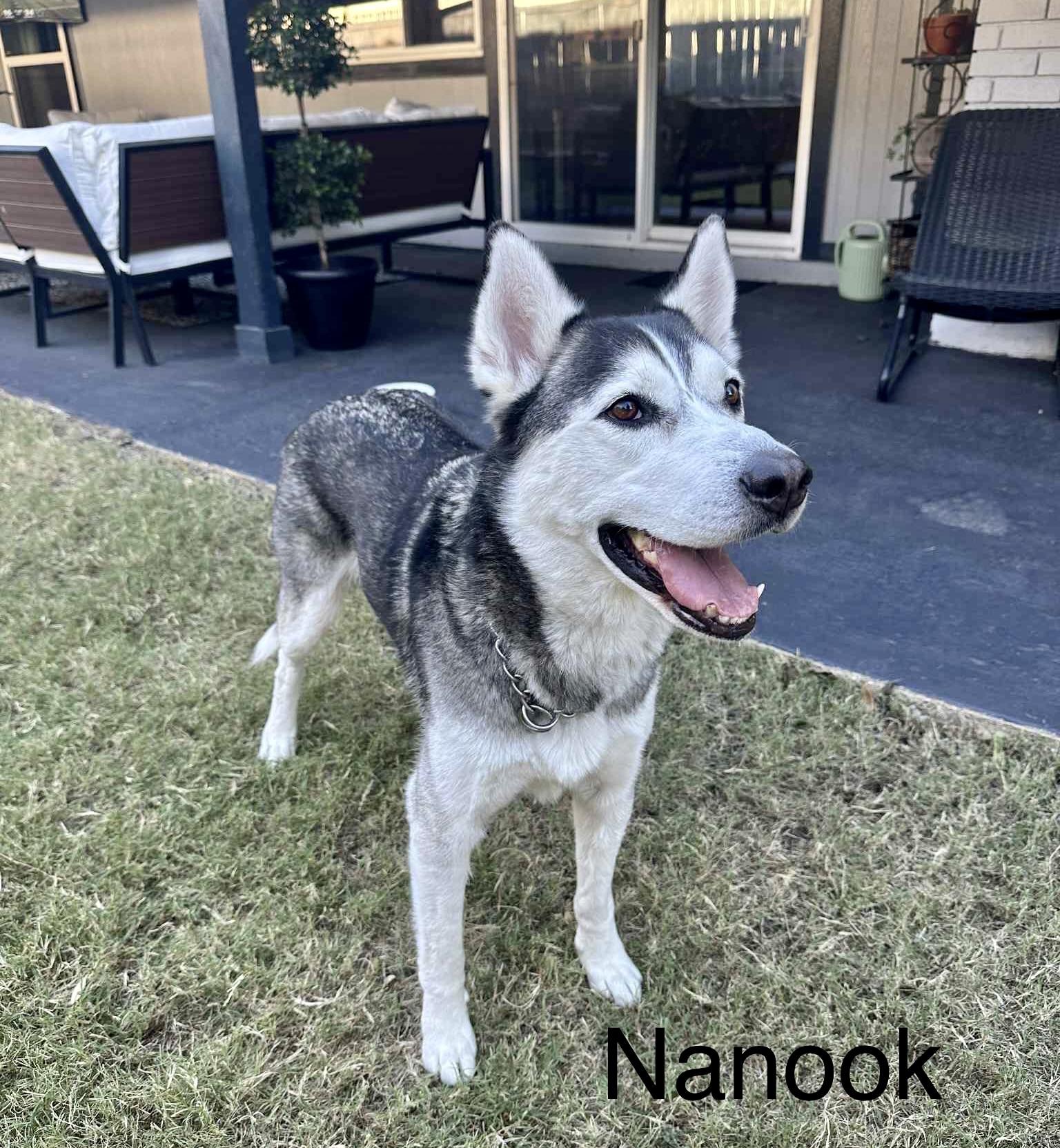 Dog for adoption - Nanook, a Husky Mix in Bellevue, WA | Petfinder