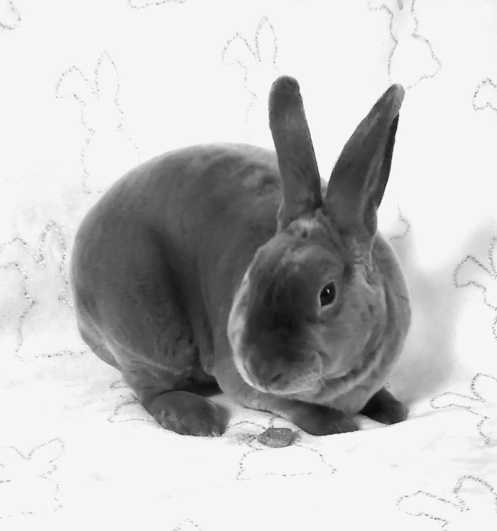 Rabbit for adoption - Brave, a Mini Rex in Eagle, ID | Petfinder