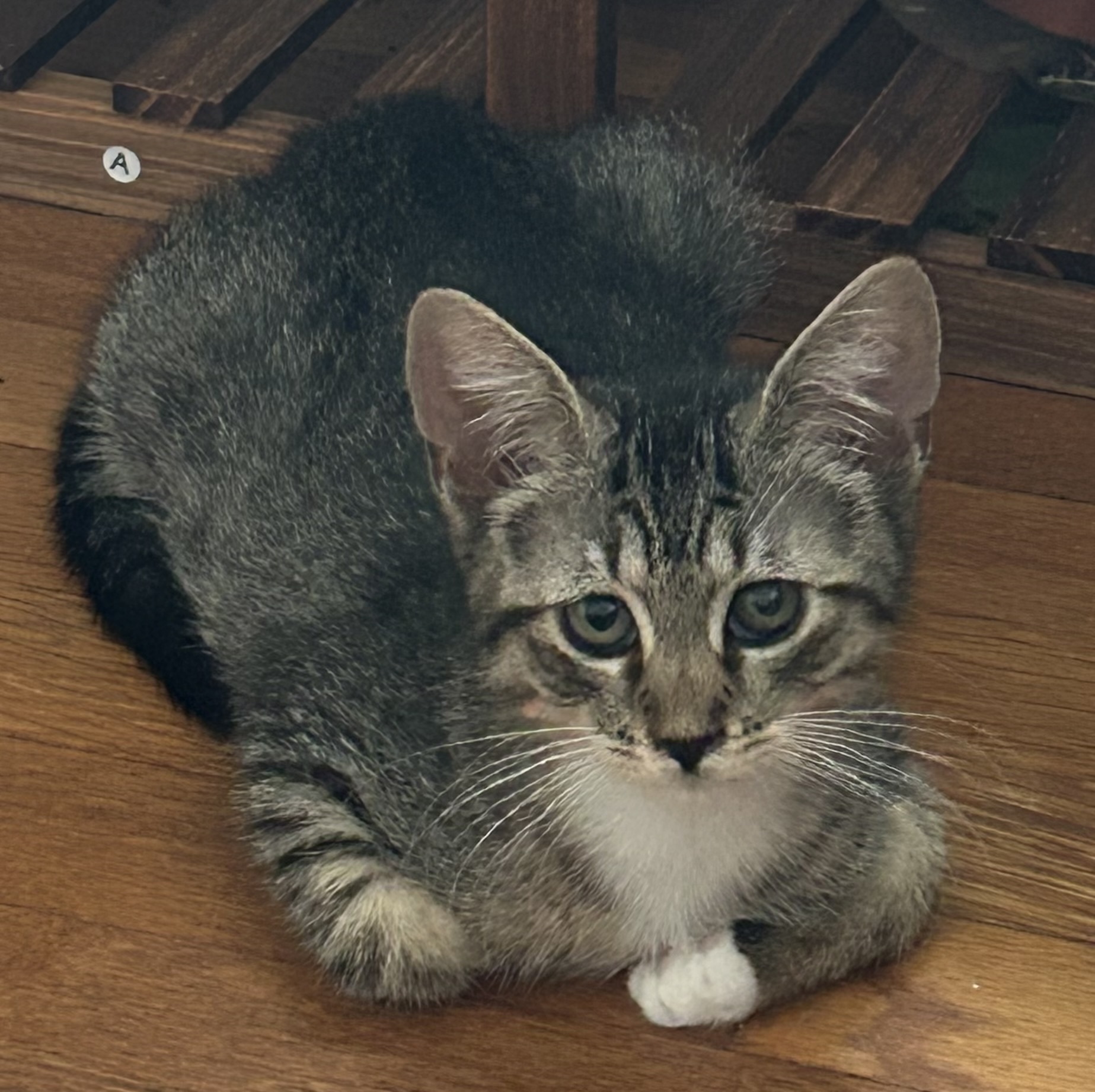 Cat for adoption - Dublin, a Domestic Short Hair in Ardsley, NY | Petfinder
