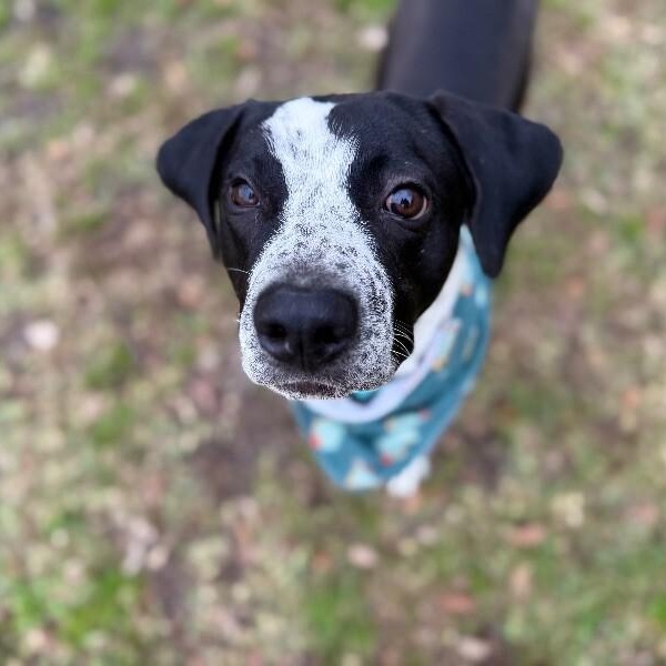 Dog for adoption - Bingo Benito Best Friend to All, a Labrador ...