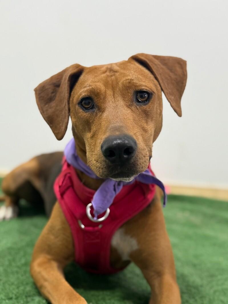 Dog for adoption - Lucy Lu, a Rhodesian Ridgeback Mix in Sunnyvale, CA | Petfinder