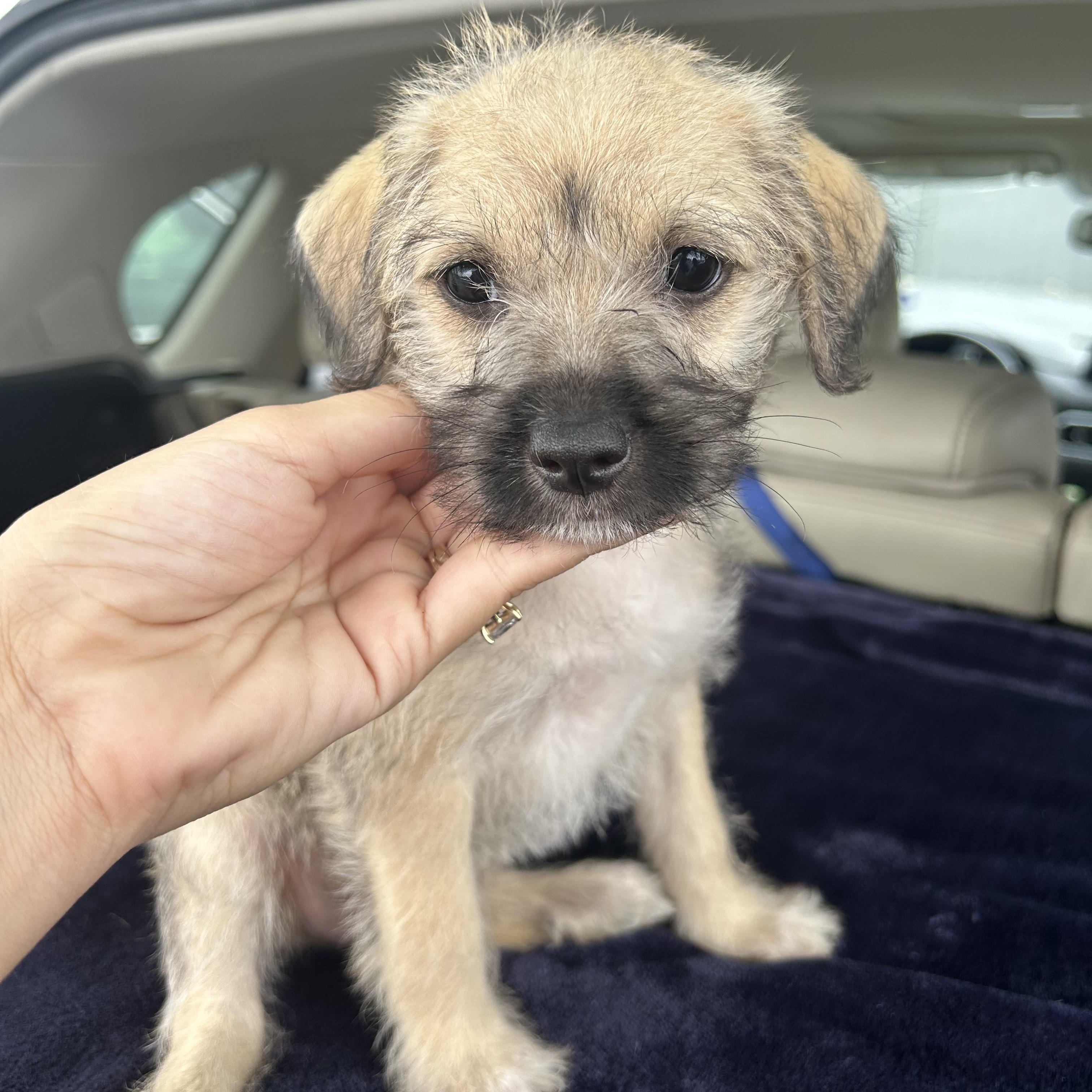 Dog for adoption - Caramel, a Schnauzer in Portland, OR | Petfinder