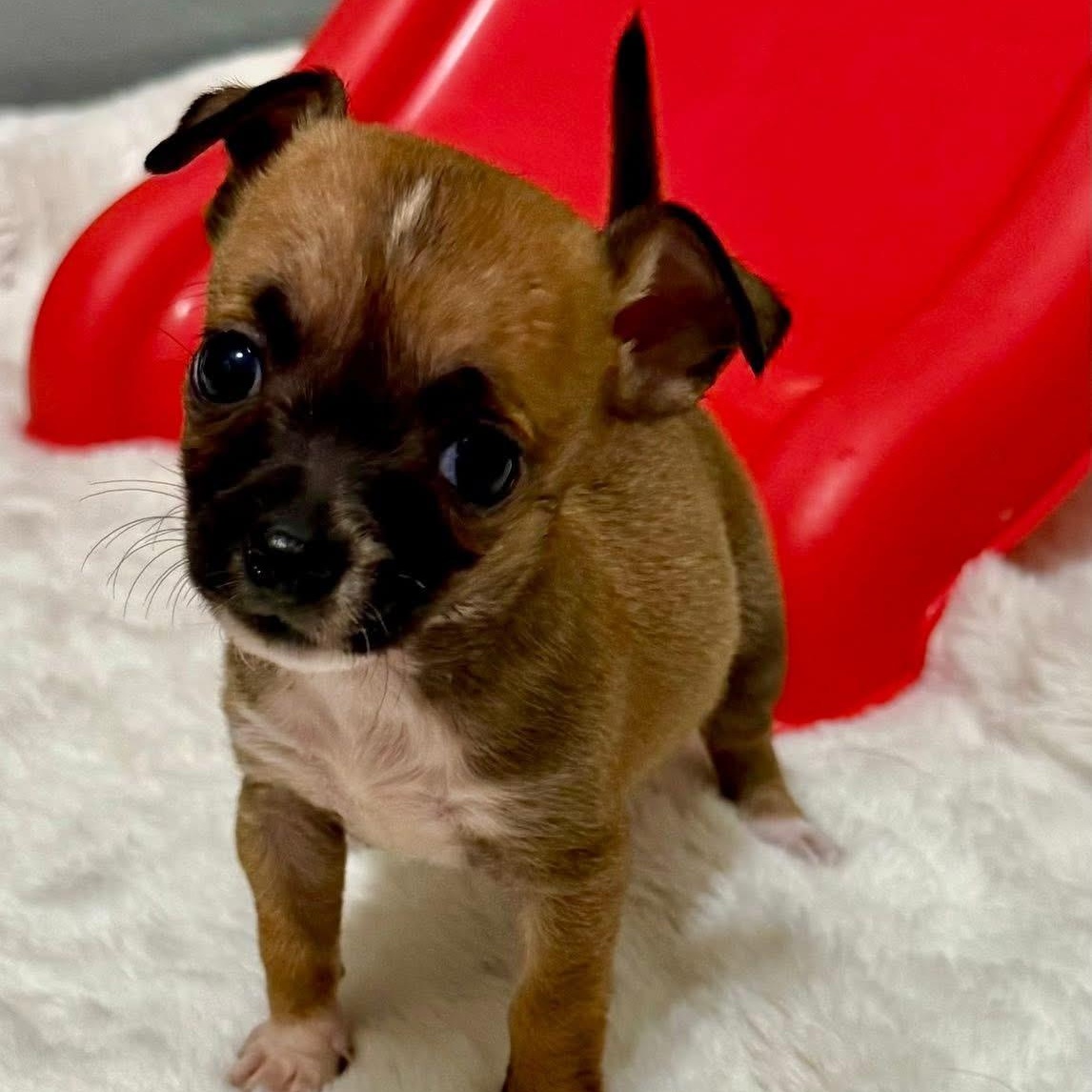 Dog for adoption - Brianna, a Chihuahua Mix in Rockwall, TX | Petfinder