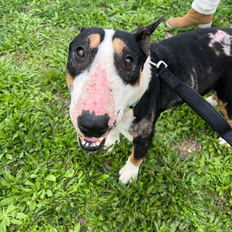 Dog for adoption - Grandpa Frank, a Bull Terrier in San Antonio, TX ...