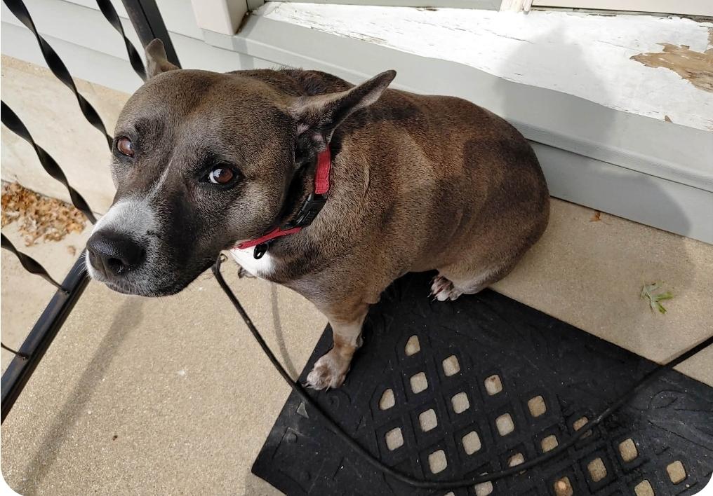 New Albany Floyd County Animal Control And Shelter in New Albany, IN