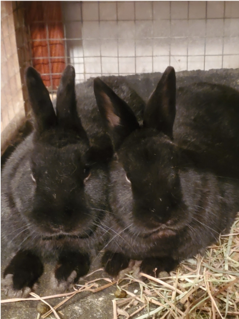 Rabbit for adoption - Raisin & Jojo, a Bunny Rabbit in CLINTON, WA ...