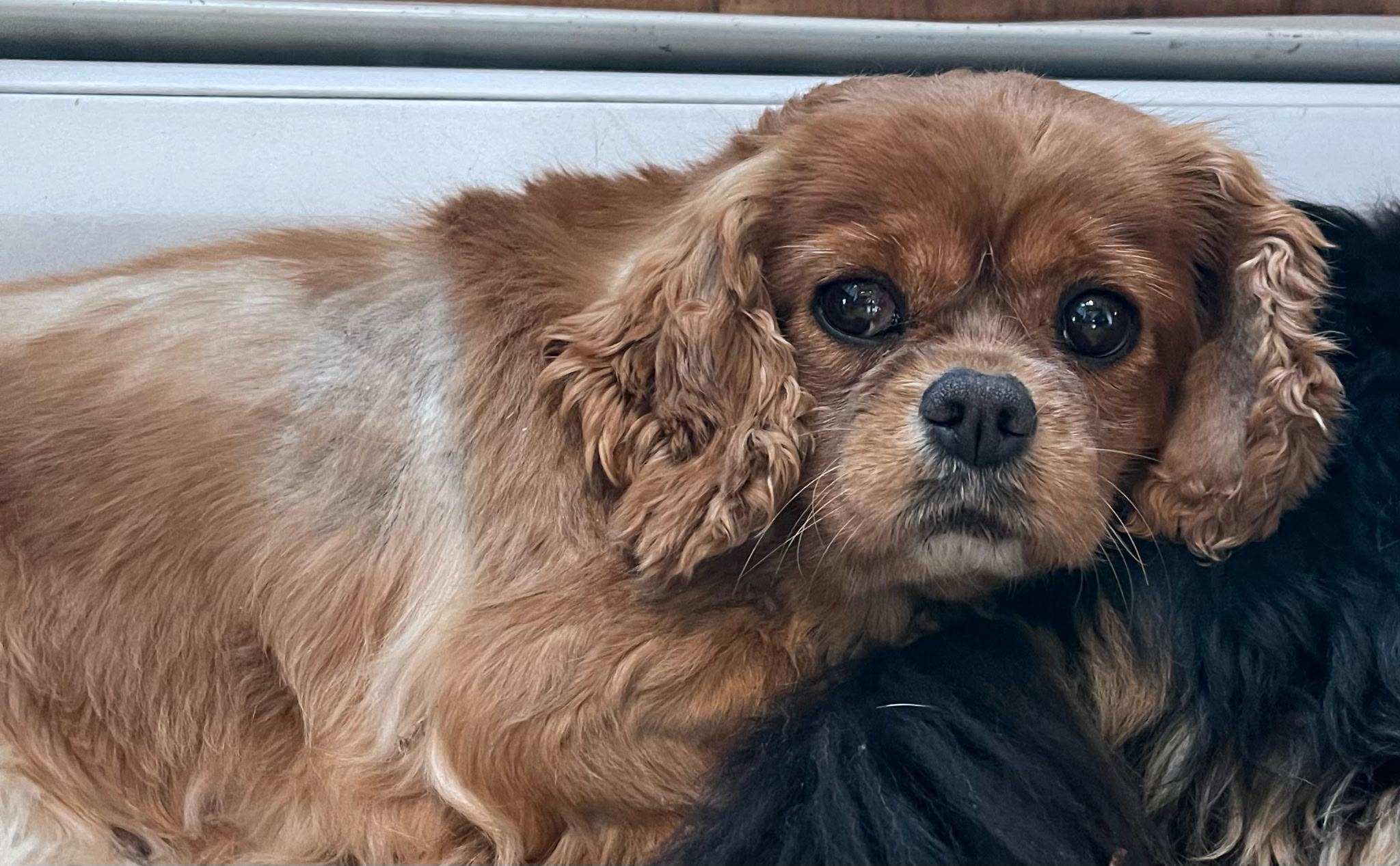 Mabel - Adoptable Pet | Petfinder | Petfinder