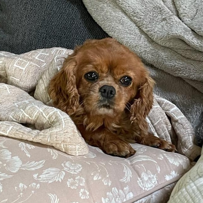 Mabel - Adoptable Pet | Petfinder | Petfinder