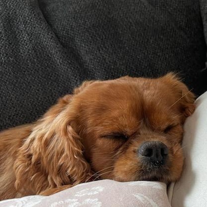 Mabel - Adoptable Pet | Petfinder | Petfinder