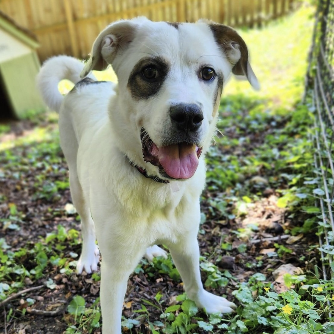 Dog for adoption - Dolly, an Anatolian Shepherd in Spencer, IN | Petfinder