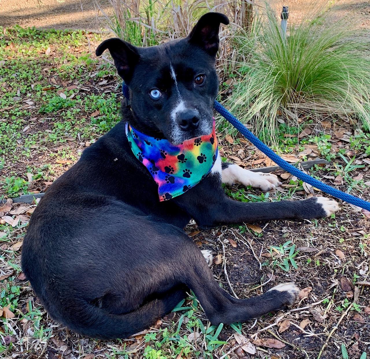 Dog for adoption - Charlie, a Border Collie Mix in Winchester , VA ...