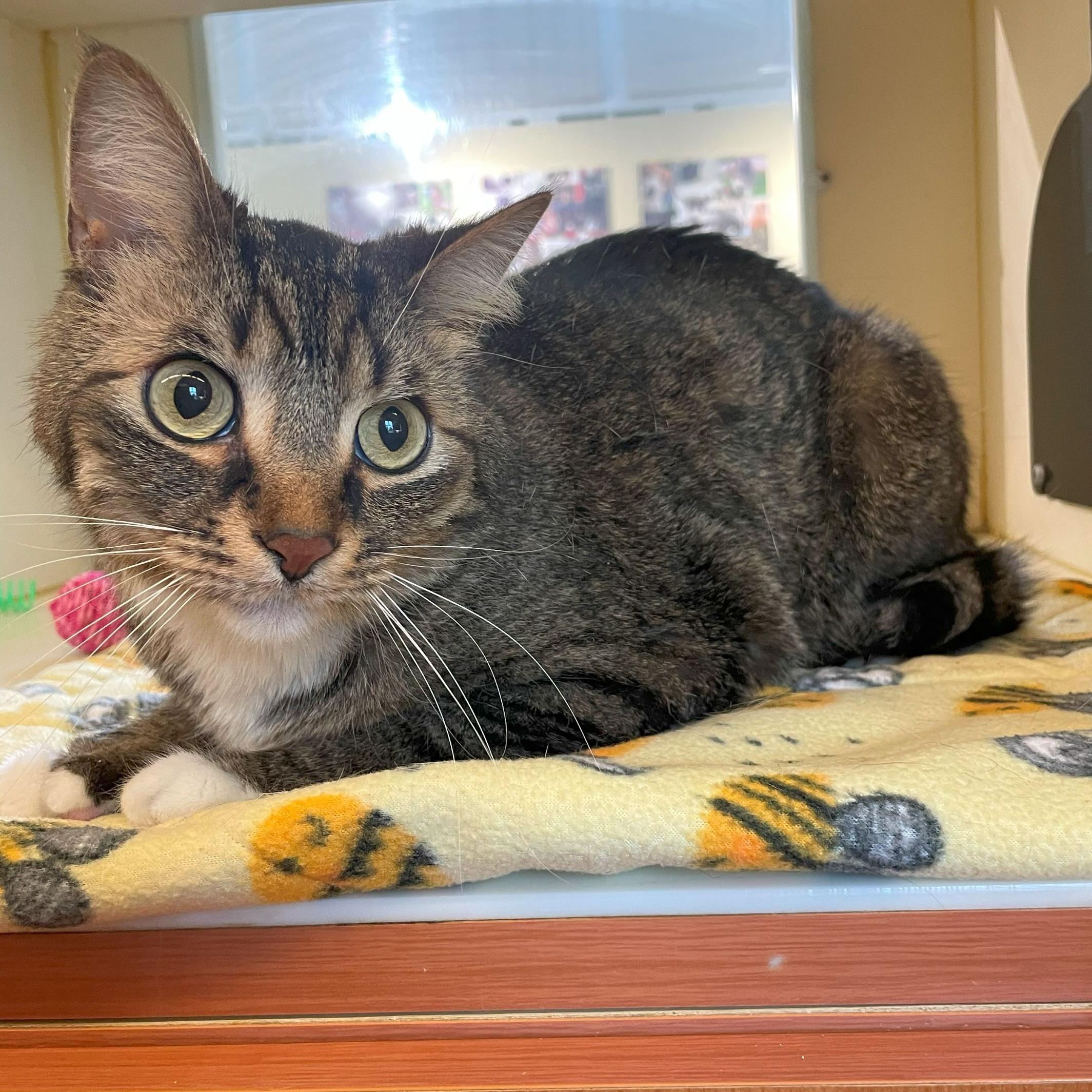 Cat for adoption - Marty, a Domestic Short Hair in Rochester, MN ...