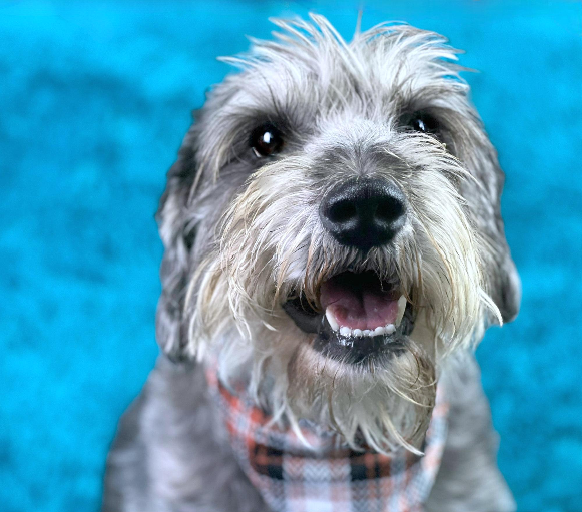 Dog for adoption - Grover, a Schnauzer in Chelsea, MI | Petfinder