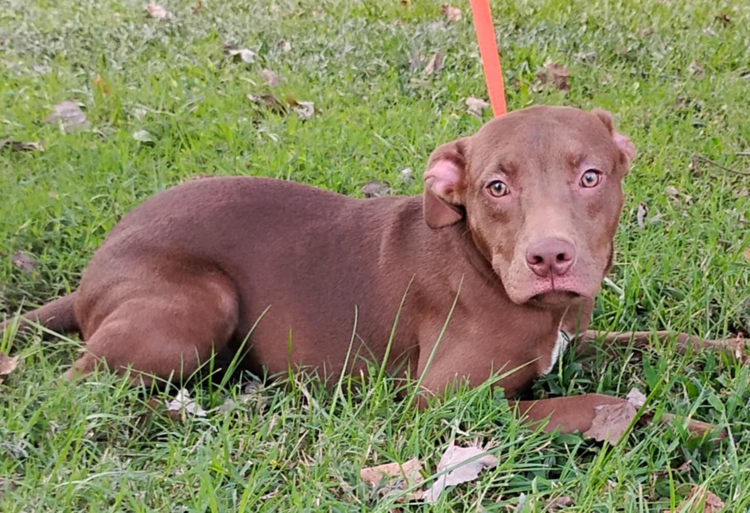 Dog for adoption - Umeko Fatima, an American Staffordshire Terrier in ...