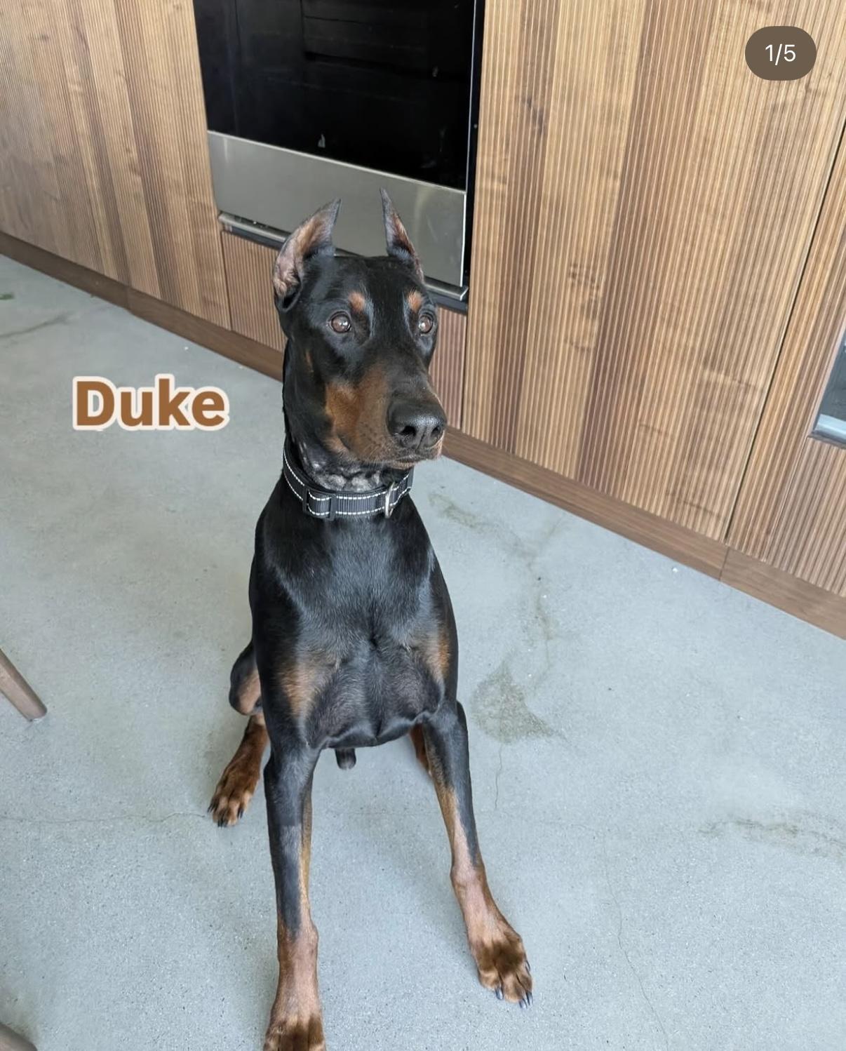 Dog for adoption - DUKE, a Doberman Pinscher in Los Angeles, CA | Petfinder
