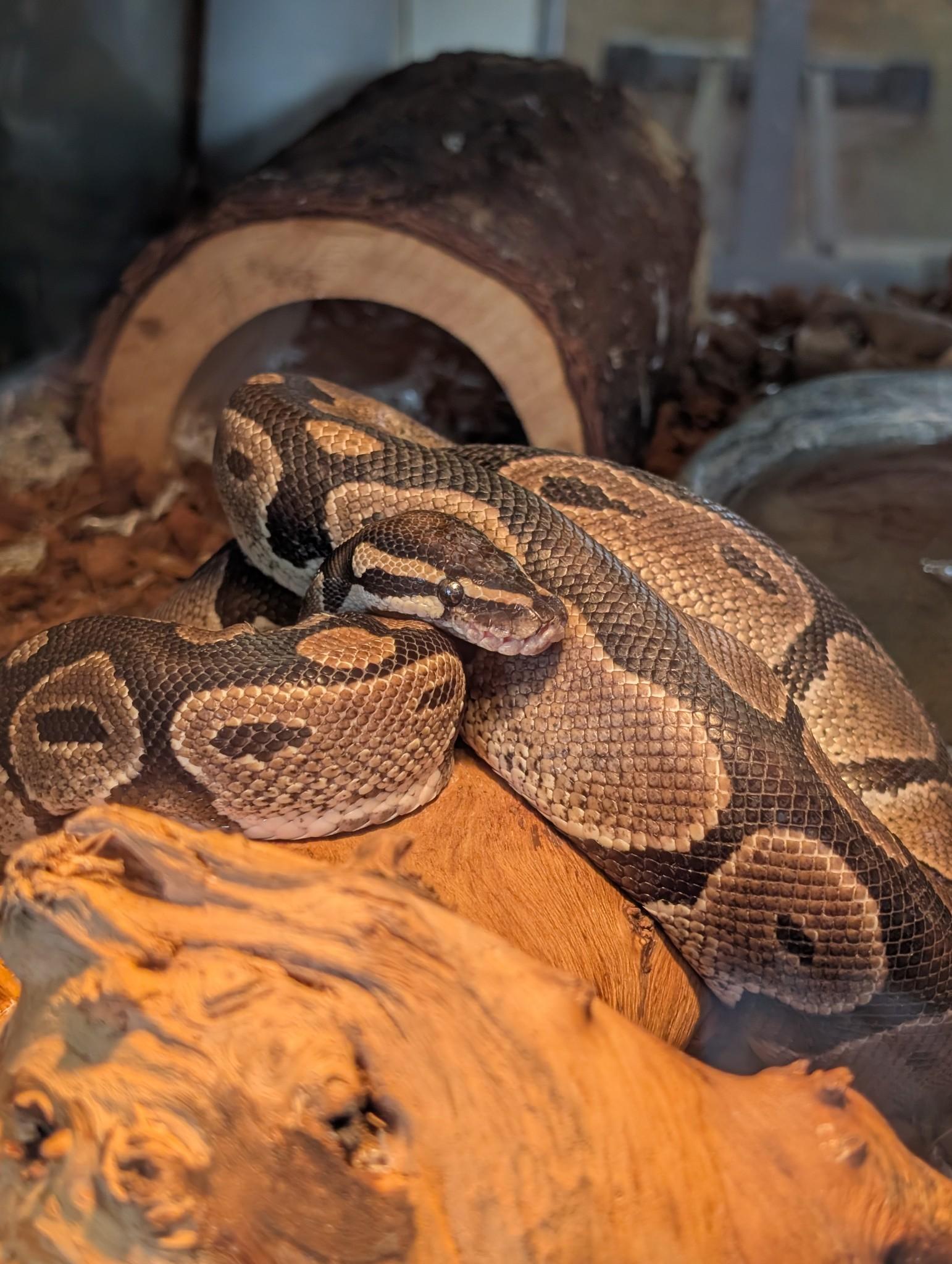 Snake for adoption - Ivy, a Ball Python in Clyde, NC | Petfinder