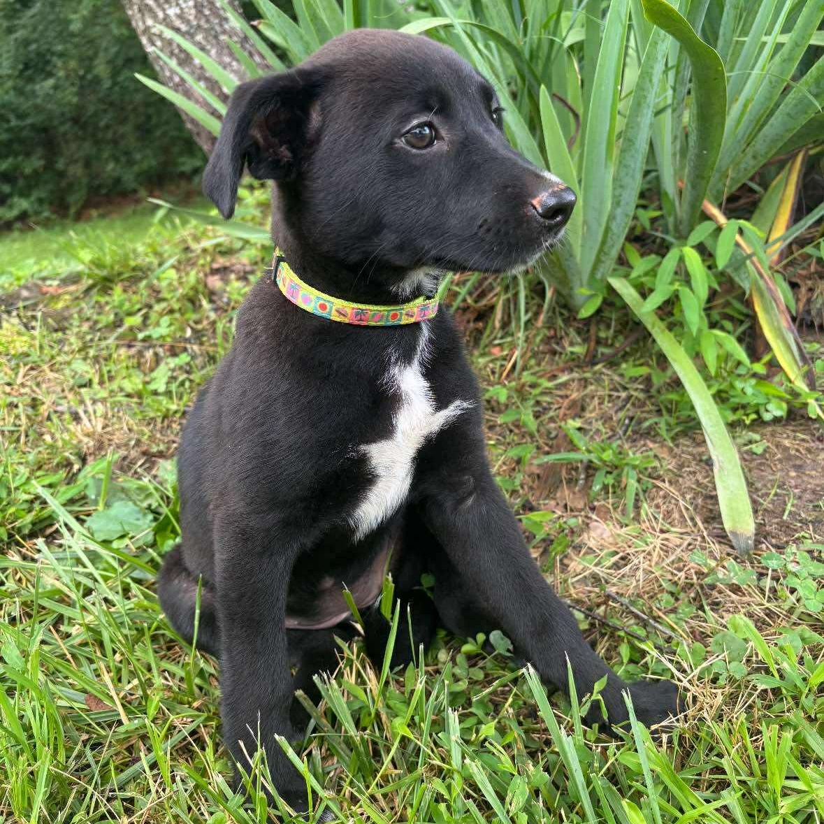 Dog for adoption - Sara, a Black Labrador Retriever Mix in Rochester ...