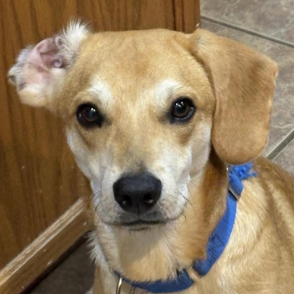 Dog for adoption - JJ NS, a Beagle & Terrier Mix in Hoffman Estates, IL ...