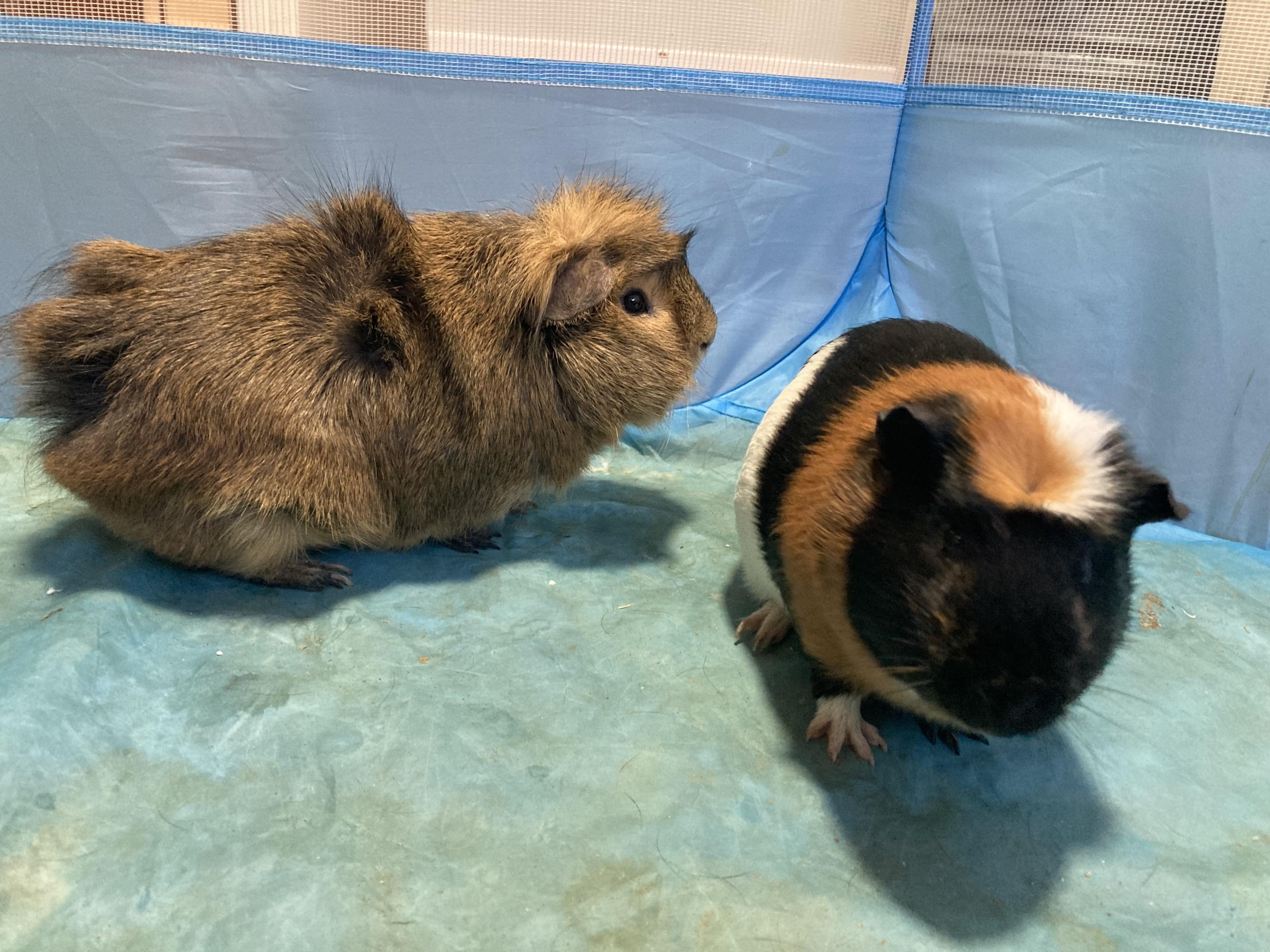 Rabbit for adoption - Guinea Pigs, an American in Gig Harbor, WA ...