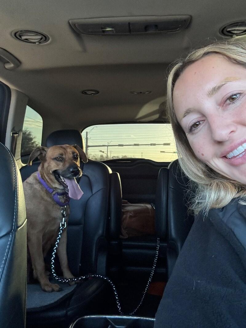Dog for adoption - Sweet Pumpkin Petite Mini Lab, a Labrador Retriever ...