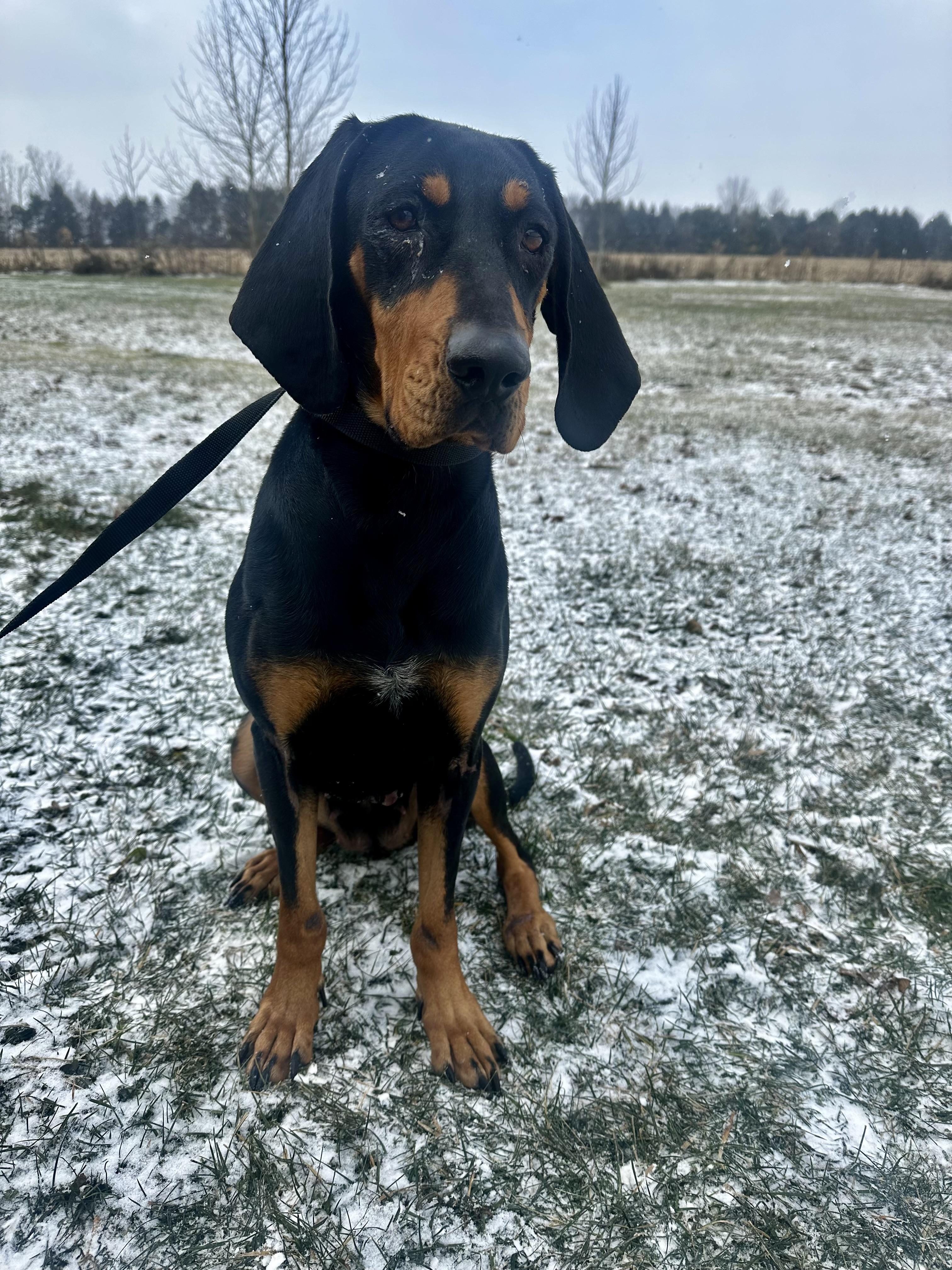 Dog for adoption - Sis, a Hound Mix in Wooster, OH | Petfinder