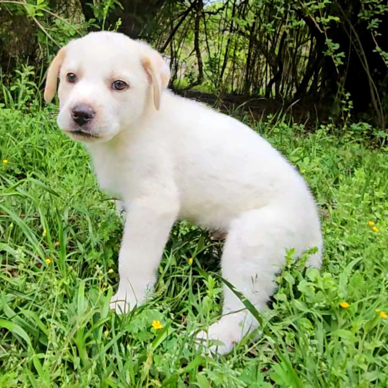 Dog for adoption - Paxton, a Great Pyrenees & Labradoodle Mix in ...