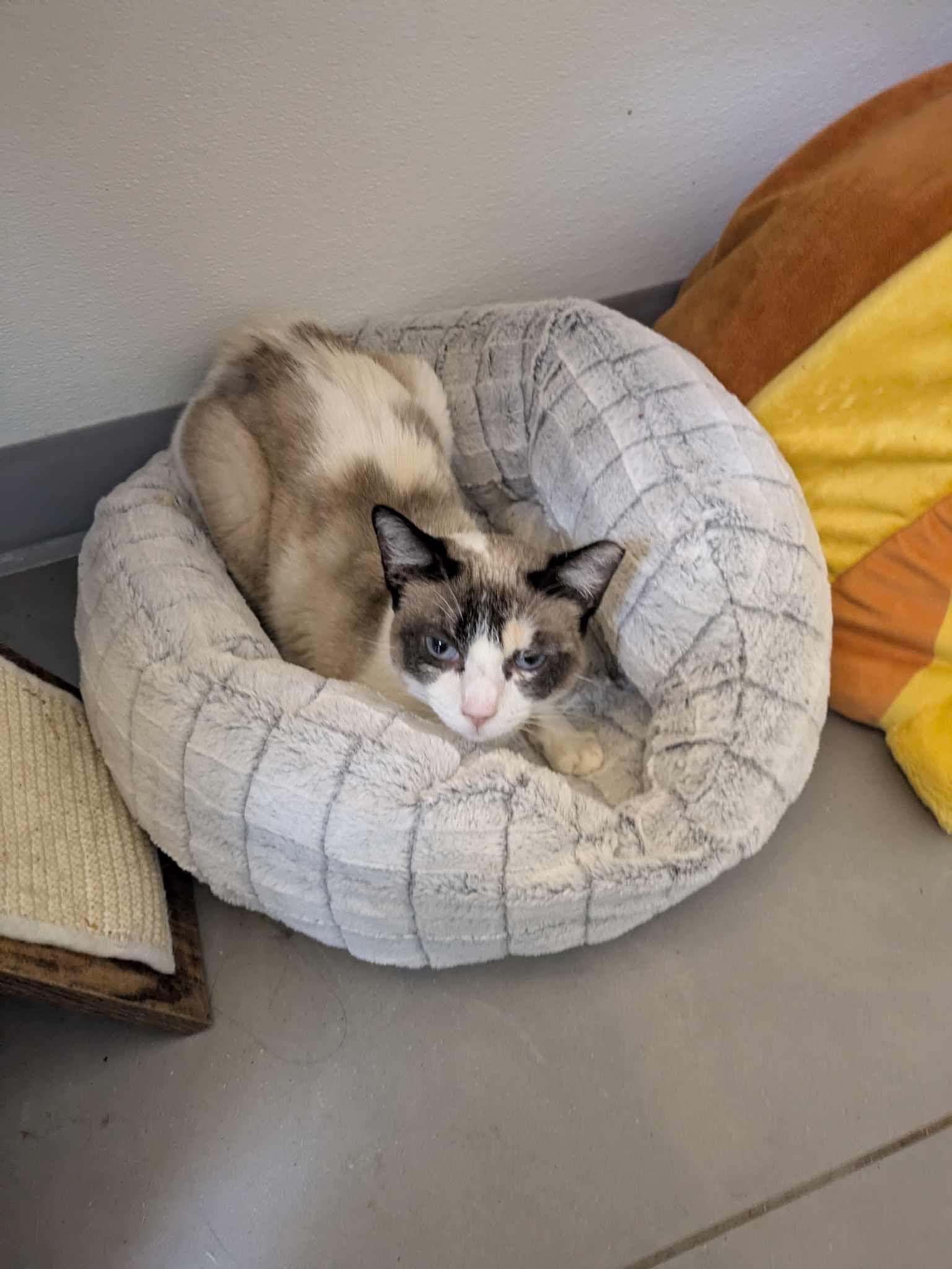 Cat for adoption - Dolly Parton, a Domestic Short Hair in Huntington ...