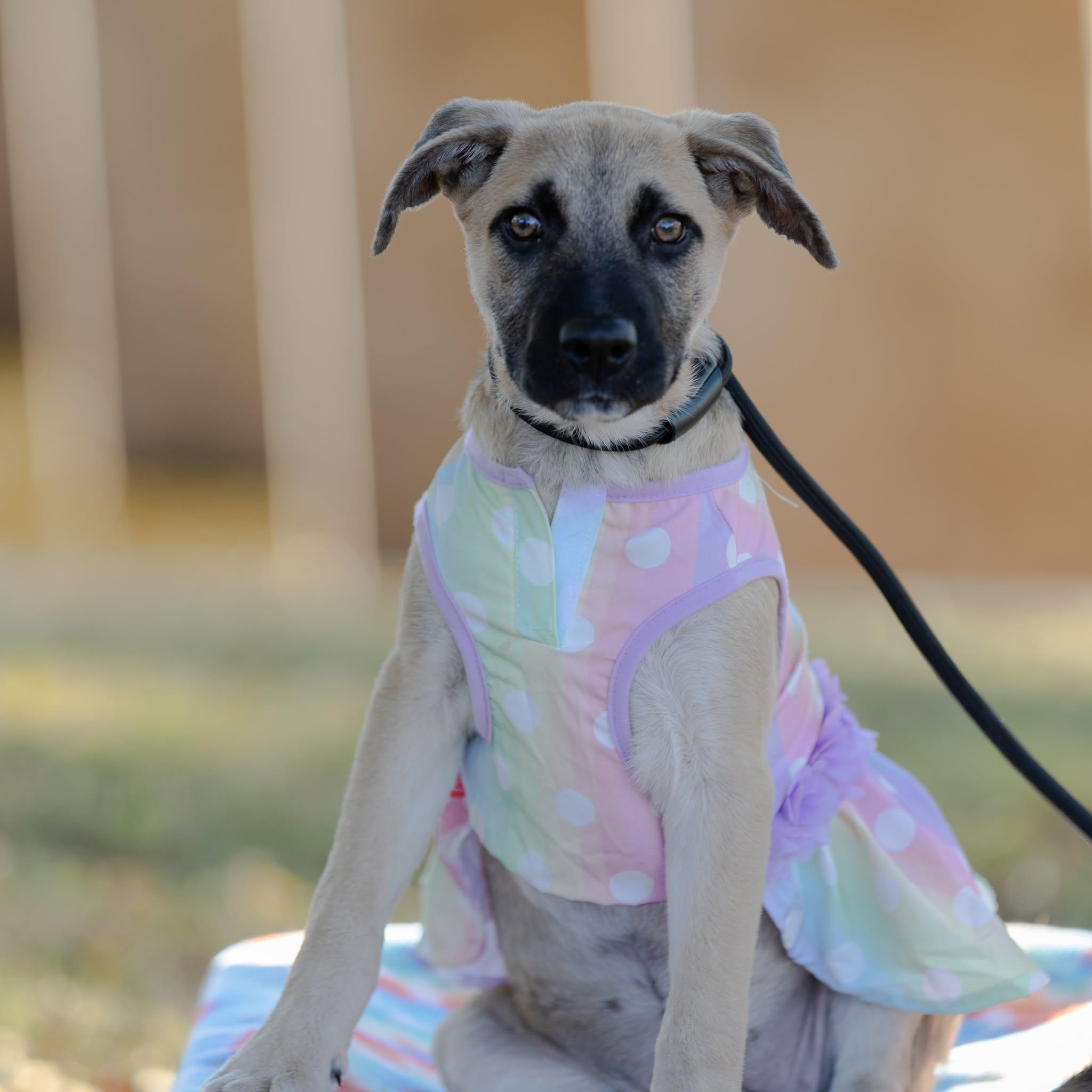 Dog for adoption - Ellie, a Mixed Breed in Kansas City, MO | Petfinder