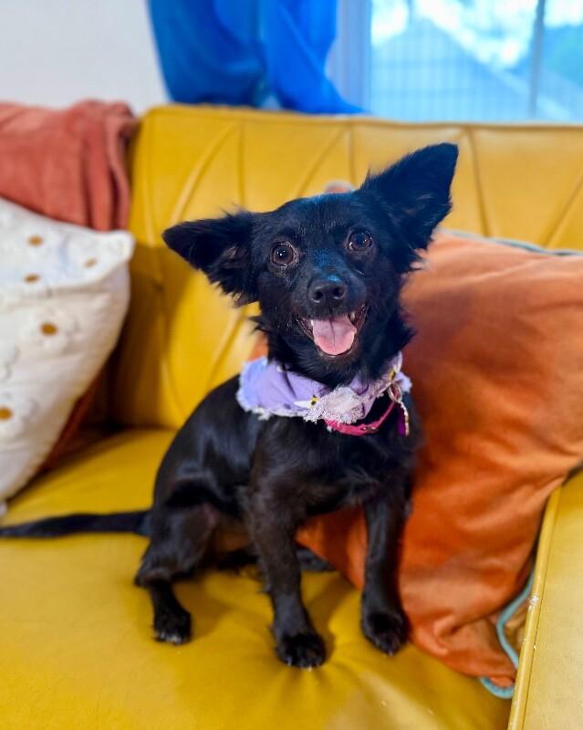 Dog for adoption - Sarah Tiny, a Chihuahua & Papillon Mix in Hartford ...