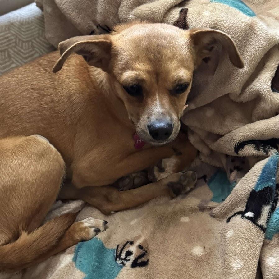 Dog for adoption - Honey, a Chiweenie & Terrier Mix in Columbus, OH | Petfinder