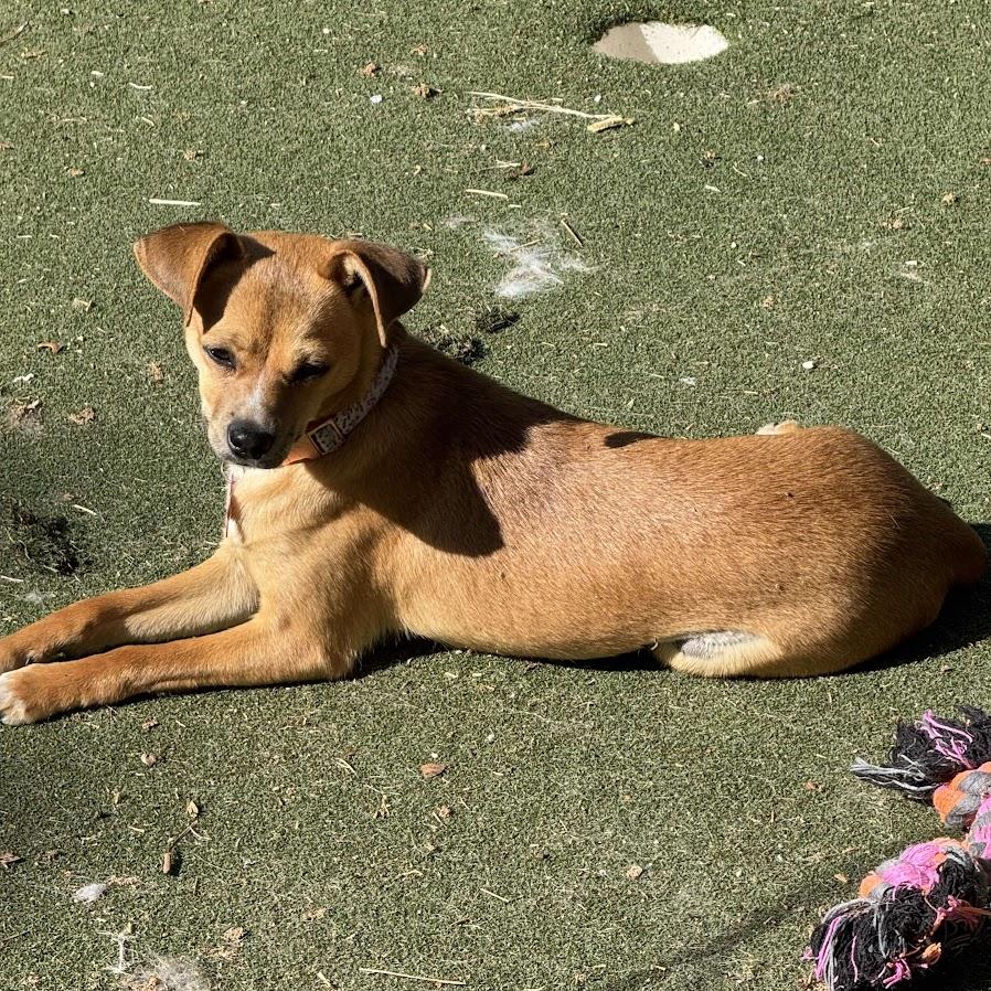 Dog for adoption - Honey, a Chiweenie & Terrier Mix in Columbus, OH | Petfinder