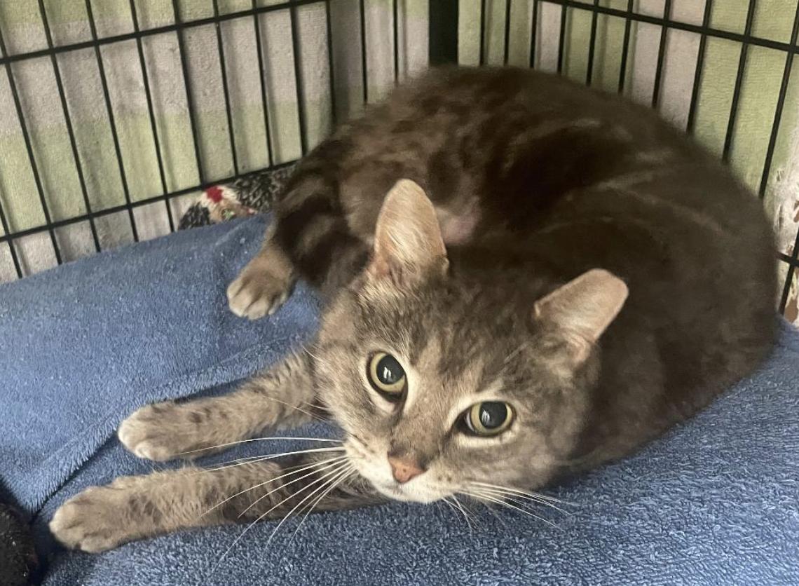 Cat for adoption - Francine, a Domestic Short Hair in Beverly, MA ...