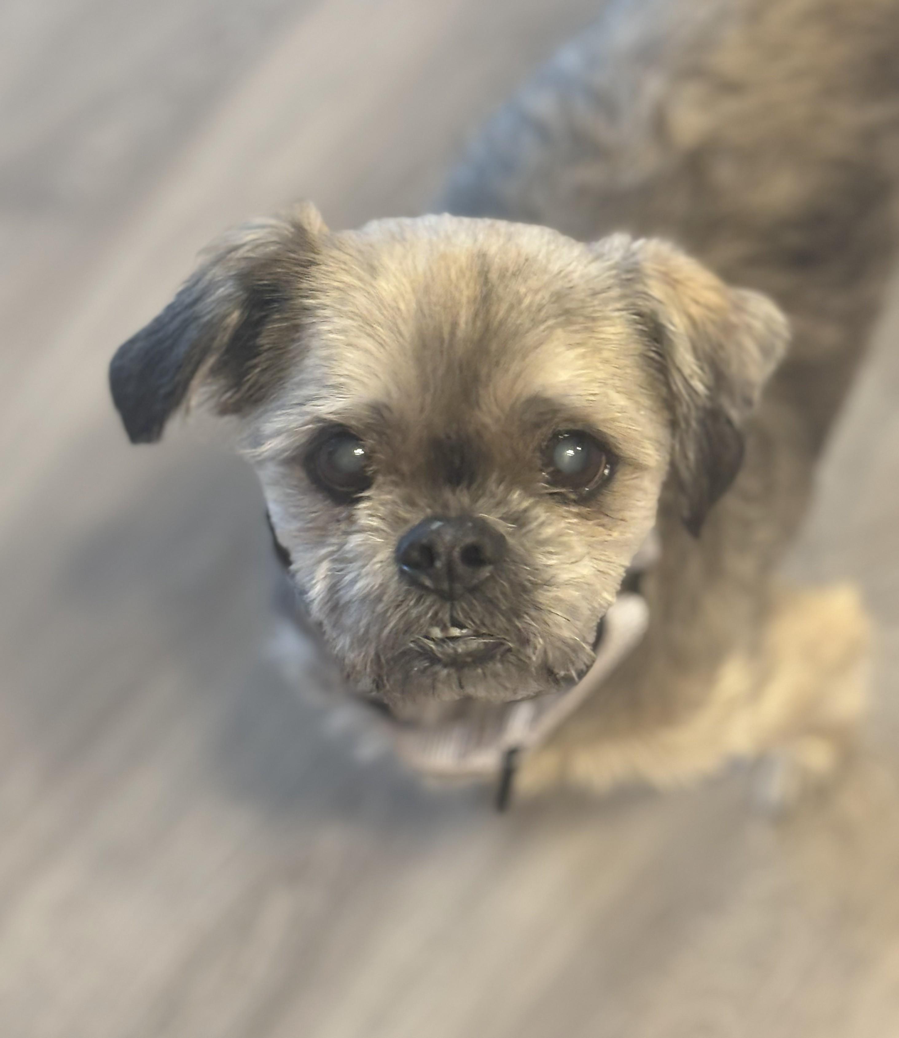 Dog for adoption - Segway, a Shih Tzu Mix in Severn, MD | Petfinder
