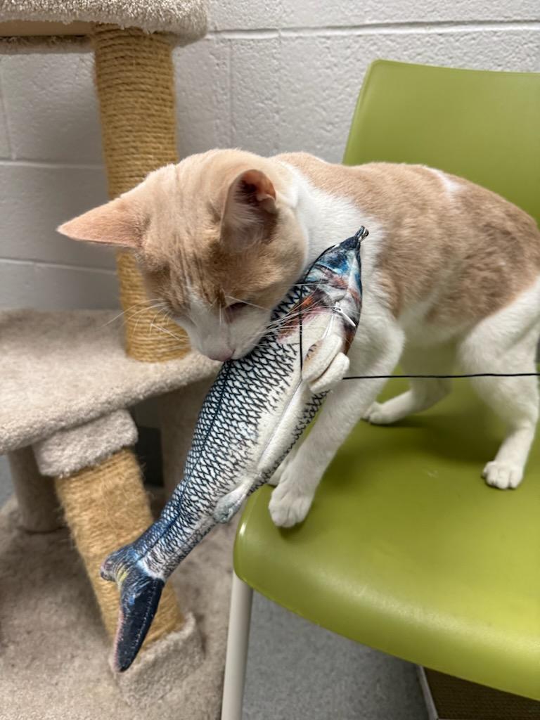 Slick - Adoptable Pet | Petfinder | Petfinder