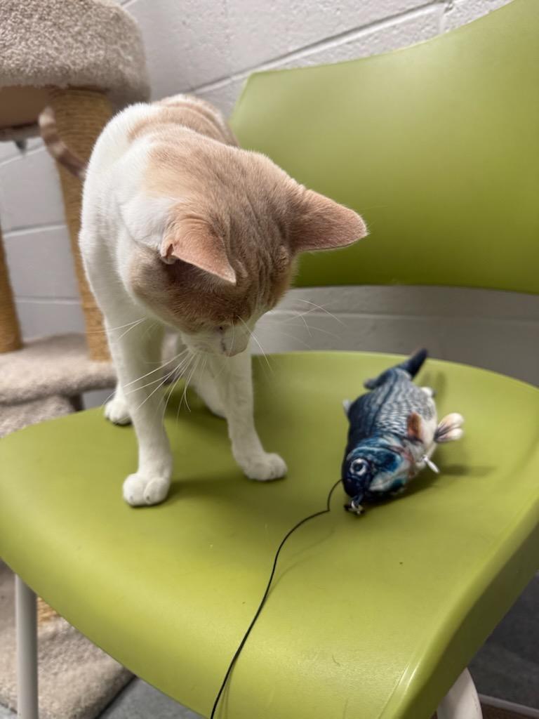 Slick - Adoptable Pet | Petfinder | Petfinder